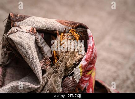 Paper Wasps are Vespid Wasps that gather fibers from dead wood and ...