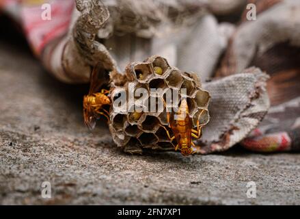 Paper Wasps are Vespid Wasps that gather fibers from dead wood and ...