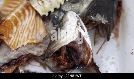 Detail of fish remains thrown away, food in bad condition Stock Photo ...