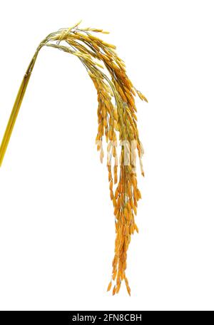 A bunch of rice ears isolated on white background Stock Photo - Alamy