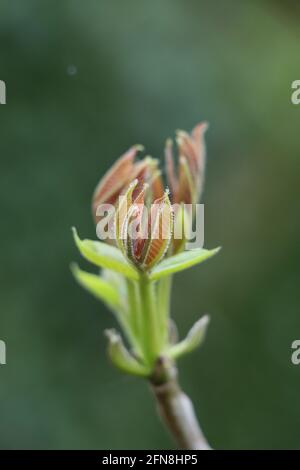 young walnut sprout outdoors Stock Photo - Alamy