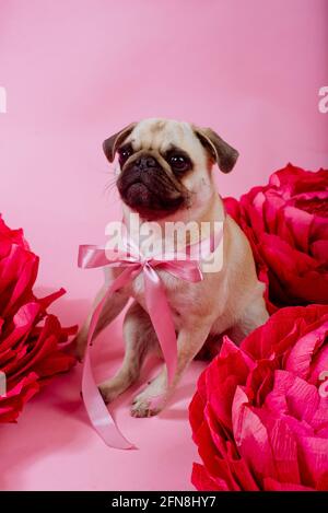 Funny Pug dog with pink banter on the pink background Stock Photo - Alamy