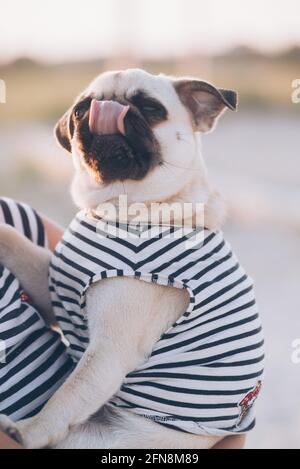Cute pug dog and female hand with broccoli on blue background Stock ...