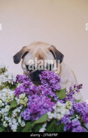 Portrait of a dog mops and tow lilac in the studio Stock Photo - Alamy