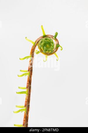 coiled up single fern Stock Photo - Alamy