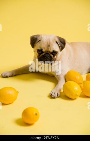 Funny dog mops is playing with lemons on a yellow background in the ...