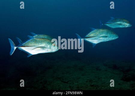 Four giant trevally or jacks, Caranx ignobilis, also known as white ...