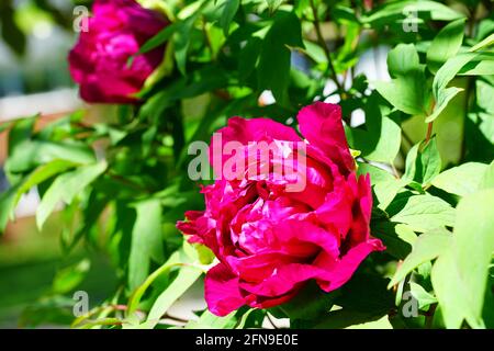 Pink tree peony flower bud on the bush Stock Photo - Alamy