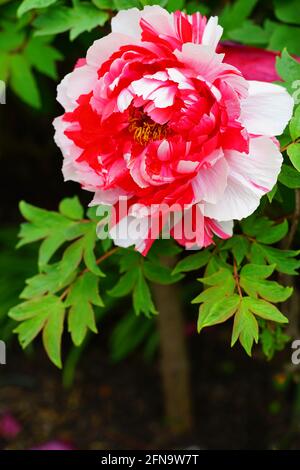 Pink and white striped tree peony flower growing on the shrub Stock ...