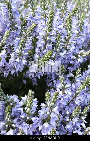 Veronica prostrata ‘Spode Blue’ prostrate speedwell Spode Blue – pale ...