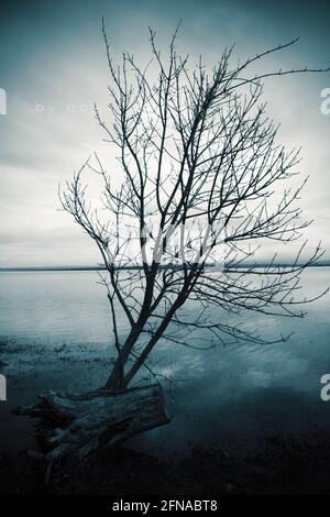Dry tree in the lake. The mist and the clouds melt on the horizon Stock ...