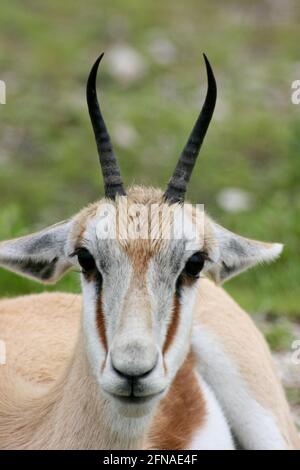 Closeup image of a wild deer sitting in the park in autumn Stock Photo ...