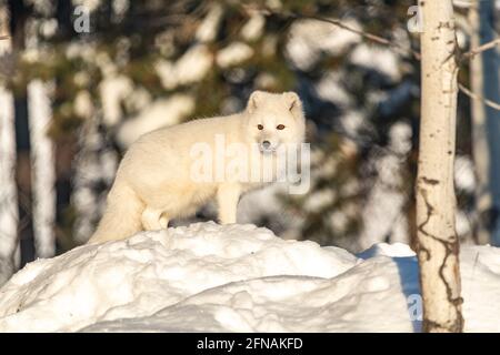 A single, one, alone arctic fox in winter time sitting near a tree with ...