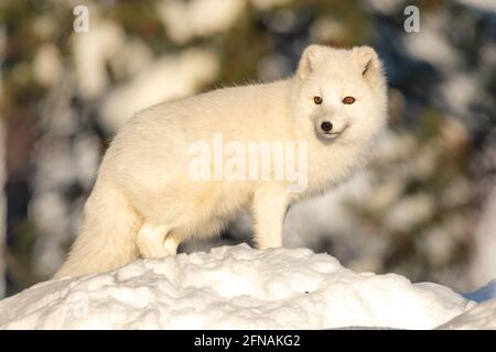 A single, one, alone arctic fox in winter time sitting near a tree with ...