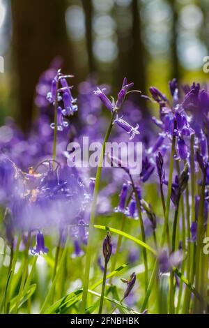 Blue bells up close Stock Photo - Alamy