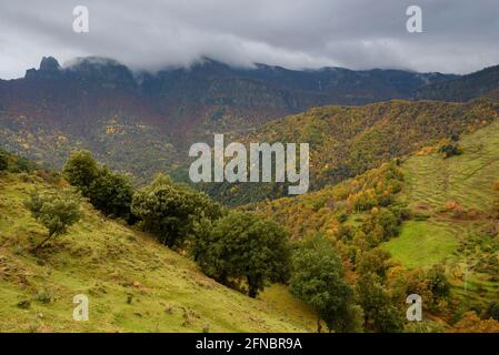 Forests on the Puigsacalm north face, between Vidrà and Sant Privat d ...