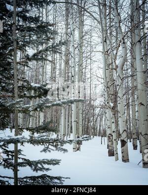 Winter time wilderness landscape views in boreal forest of Canada Stock ...