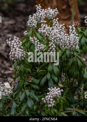 Pieris japonica 'Bonfire' Stock Photo - Alamy
