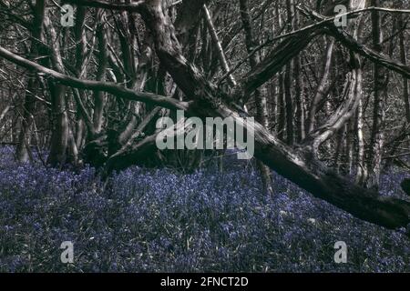 Representation of bee or insect vision with calibrated colours showing ...