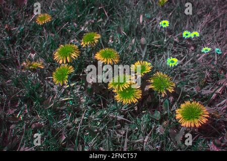 Representation of bee or insect vision with calibrated colours showing ...