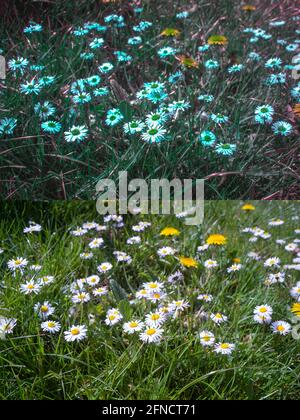 Representation of bee or insect vision with calibrated colours showing ...