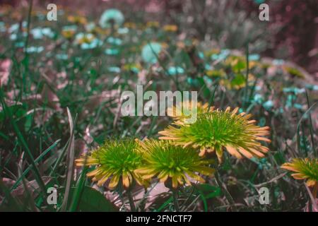 Representation of bee or insect vision with calibrated colours showing ...