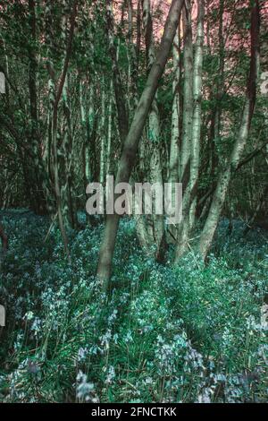 Representation of bee or insect vision with calibrated colours showing ...