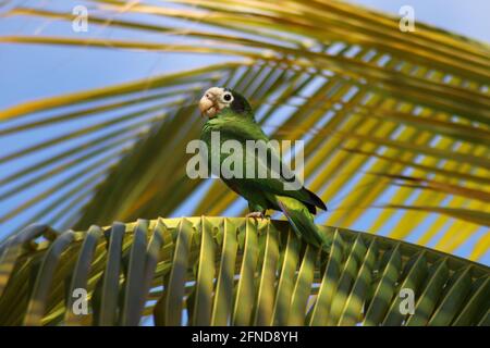 Hispaniolan parrot /Palm Tree amazona ventralis Stock Photo - Alamy