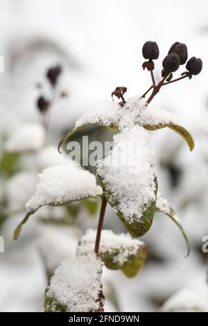A closeup of a rose of Sharon in the garden against a green blurred ...