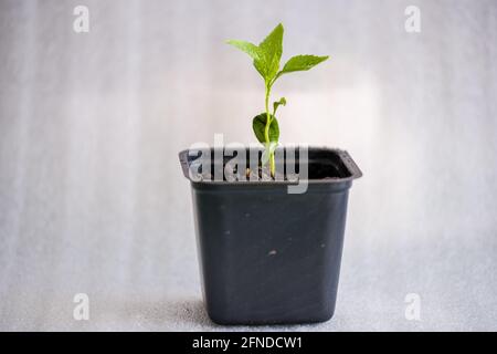"Pink Lady" apple tree growing from a seed in a black pot Stock Photo ...