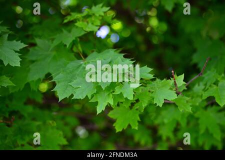 Young delicate leaves of maple in the spring season, selective focus ...