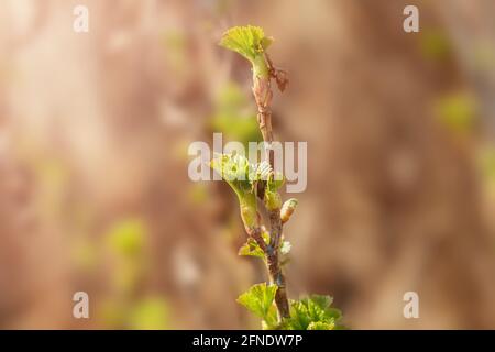 fresh new buds on currant branches at springtime farm garden background ...