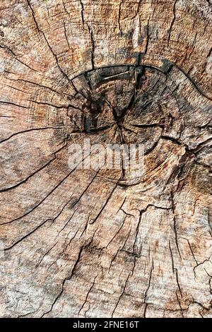 A closeup shot of a brown tree trunk in the park with green trees ...