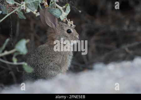 The riparian brush rabbit (Sylvilagus bachmani riparius) an threatened ...