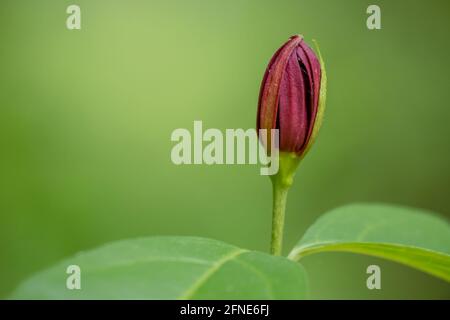 The native shrub Lindera benzoin (spicebush) with its golden fall color ...