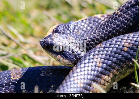 An all black eastern hognose snake flaring out it's neck in a defensive ...