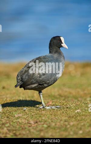 Coot, Fulica atra, meadow, stand, lift foot Stock Photo - Alamy