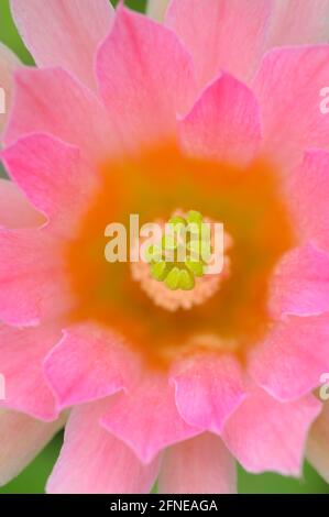 A columnar cactus flower Stock Photo - Alamy
