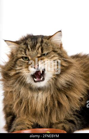 Angora Domestic Cat, Portrait of Male with Tongue out against White ...