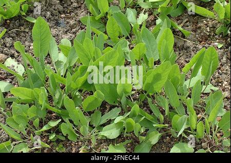 Balsam herb, lady's mint, chrysanthemum, tanacetum, balsamita, lady's ...