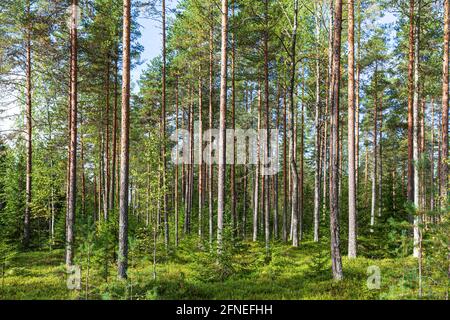 Pine Forest landscape near Oulu in northern Finland Stock Photo - Alamy