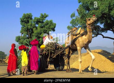 camel carriage in the Thar desert, Rajasthan, India Stock Photo - Alamy