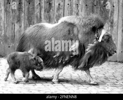 Two-week-old baby Paul R. Ilyinsky, the son of Russian Grand Duke ...