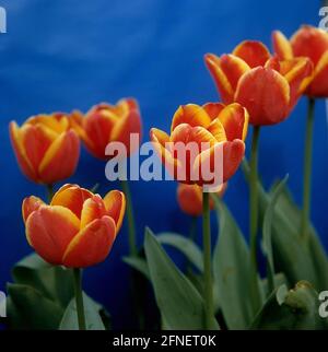 Flowering tulip. [automated translation] Stock Photo - Alamy