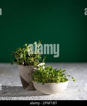 Closeup of vegan salad bowl with alfalfa sprouts, avocado half and ...