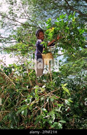 Coffee harvest in the highlands of East Timor: The hulled coffee must ...