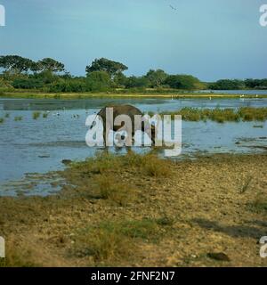 Water buffalo, Bundala National Park (Bubalis bubalis), Sri Lanka Stock ...