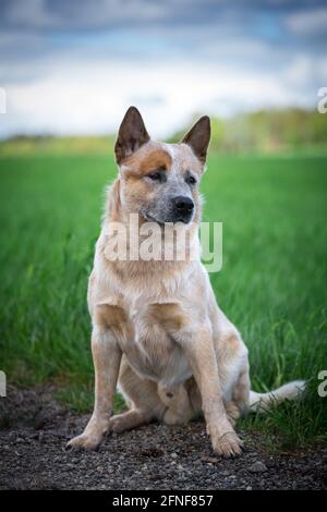 sitting Australian Cattle Dog Stock Photo - Alamy