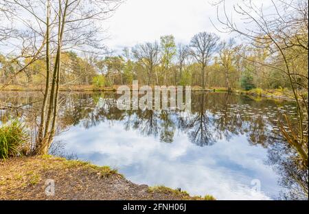 The Fishpool with reflections of lakeside trees in the Gracious Pond ...