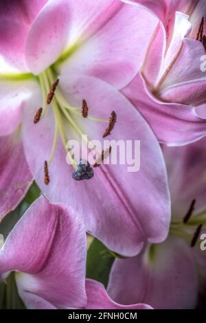 Closeup of the parts of a Lily flower Lillium Stock Photo - Alamy